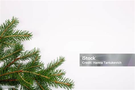 흰색 배경 공백에 크리스마스 트리 가지 공간을 복사합니다 비즈니스 또는 인사말 카드 새해 장식 요소 휴일 배너 개념 상품권 또는 봉투 미니멀한 모형 디자인 0명에 대한 스톡