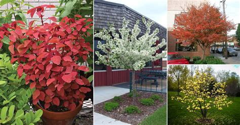 19 Dwarf Ornamental Trees To Grow Ornamental Dwarf Evergreen Trees