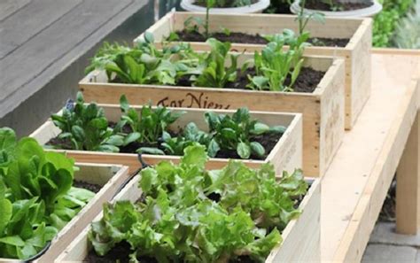 Vegetable Gardening In Small Spaces Veggie Garden Zone