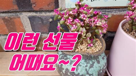 요렇게 이쁘고 저렴한 국민 다육이 선물로 어떠세요~ Youtube