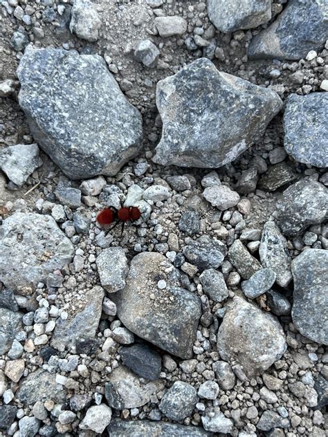 Tiny White Larvae Swimming Around Tiny Pond In Tree R Whatbugisthis