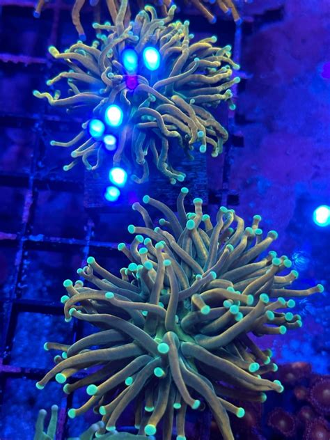 can anyone id this torch r reeftank