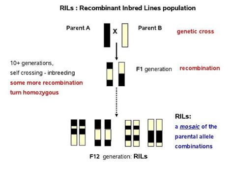 Difference Between F1 And F2 Generation Compare The Difference Between Similar Terms