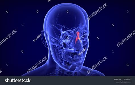 Human Skull Nasal Bone Anatomy 3d Stock Illustration 2228529085