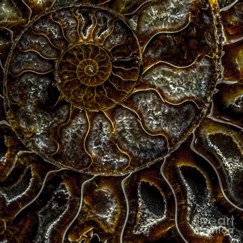 Nautilus Shell Fossil Photograph By James Aiken Fine Art America