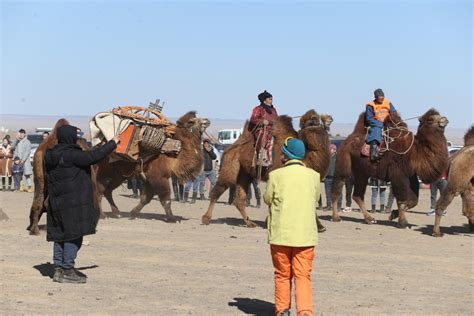 “Түмэн тэмээний баяр 2023” арга хэмжээ боллоо