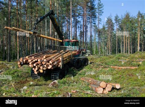 Logging Industry Showing Timber Trees Being Loaded On Forestry