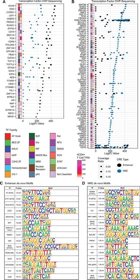Transcription Factor Binding At Cre Reli Enrichment Logp Value Of Cre Download Scientific