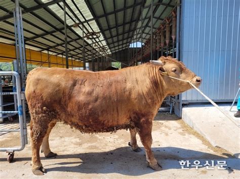 연구용으로 키웠는데…1 1톤 ‘슈퍼한우 됐다