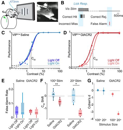 Vip Interneurons Regulate Cortical Size Tuning And Visual Perception Cell Reports
