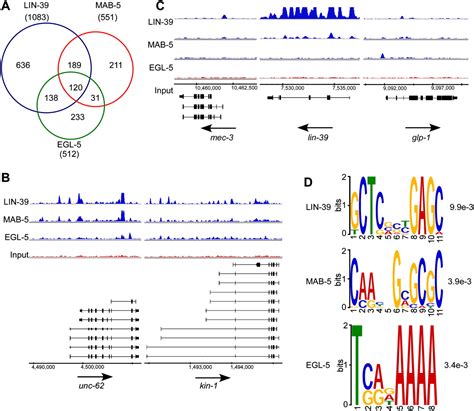 diverse transcription factor binding features revealed by genome wide