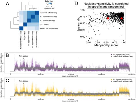 Mouse Sperm Chromatin Nuclease Sensitivity Is Correlated Across All