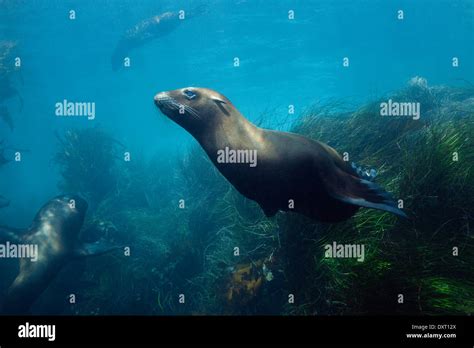 California Sea Lion Zalophus Californianus San Benito Island Mexico