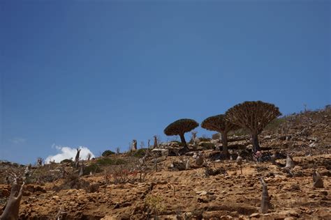 شجرة دم الأخوين باليمنتعرّف إلى الأساطير وراء تسمية أحد أغرب الأشجار