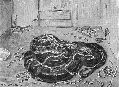 Python With Hatchlings This Image Accompanied An Announcement Of A