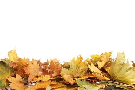 Сухие осенние кленовые листья изолированные на белом Премиум Фото