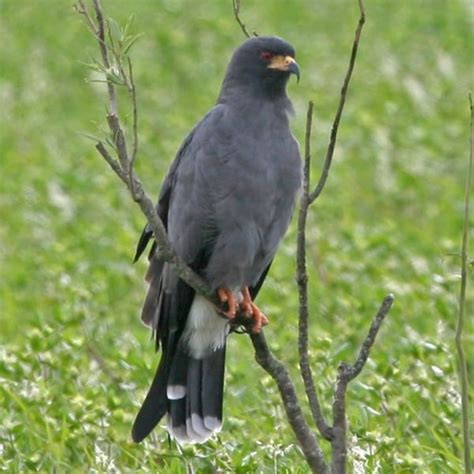 Snail Kite BWD Magazine