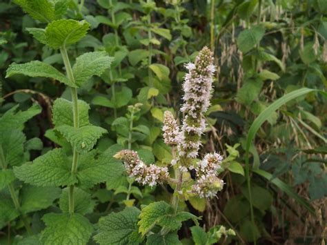 Tarım Siteniz Nane Çeşitleri Mint Varieties