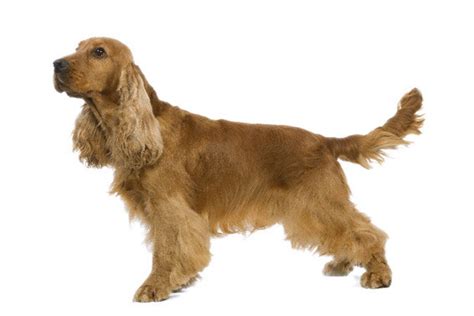 견종 이야기 잉글리시 코카 스파니엘 인스티즈instiz 이슈 카테고리