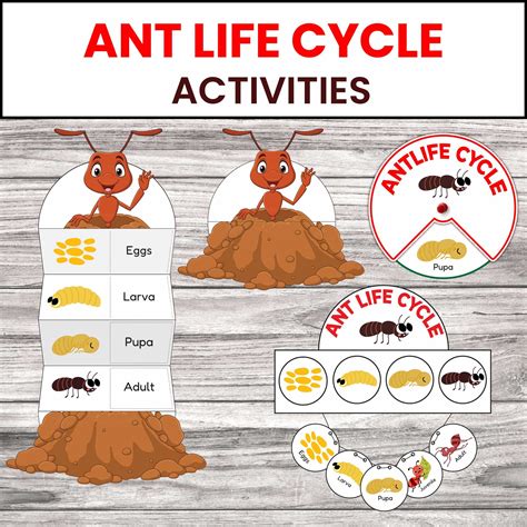 Ant Life Cycle Activities Life Cycle Of An Ant Craft Homeschool