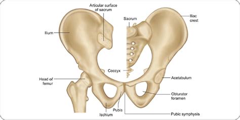 Sulcus Terminalis Femur