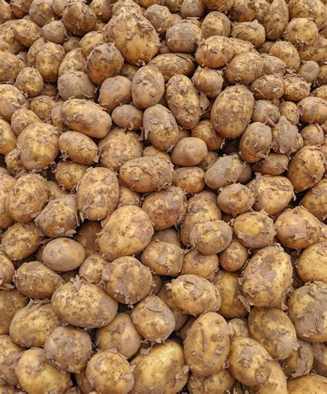 감자 거친 거친 질감 건강한 건강한 생활 날 것 녹말 농산물 시장 농업 농업의 농작물 다이어트 러스틱 비타민 뿌리 작물 뿌리 채소 소박한 음식