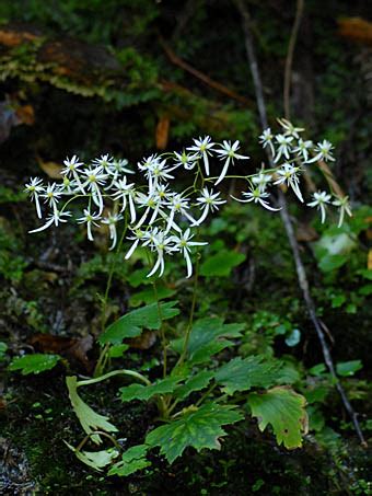 ダイモンジソウ Saxifraga fortunei var obtusocuneata ユキノシタ科 Saxifragaceae