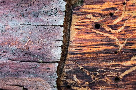 신비로운 패턴에 근접 하 고 어두운 나무와 소나무 껍질 균열 자연 배경 0명에 대한 스톡 사진 및 기타 이미지 0명 긁힌