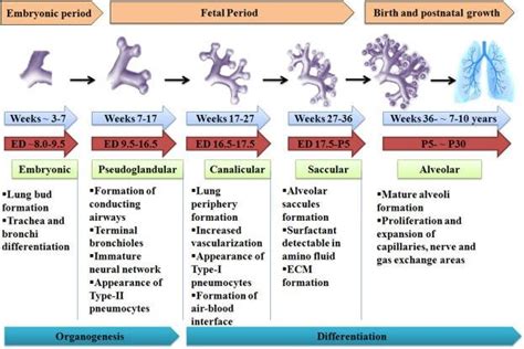 Outlines Anatomical Infant Lung Development Stages Embryonic Download Scientific Diagram