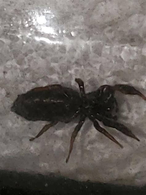 Sex And Breed Of My Jumper Rjumpingspiders