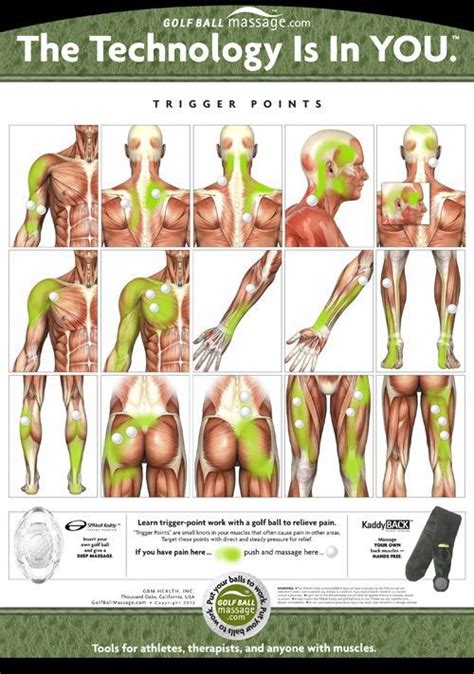 78 Trigger Points Ideas Trigger Points Massage Therapy Acupressure