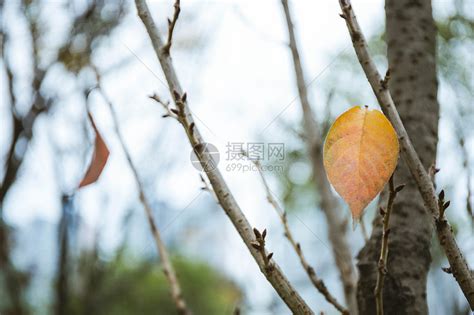 一片黄叶高清图片下载 正版图片500752060 摄图网