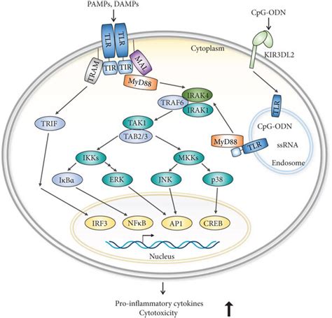 Overview Of Tlr Mediated Signaling Pathways Activated Tlrs Trigger The Download Scientific