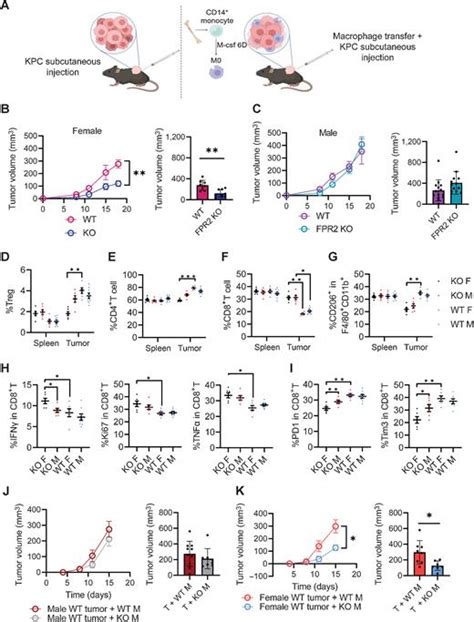 Fpr2 Shapes An Immune Excluded Pancreatic Tumor Microenvironment And