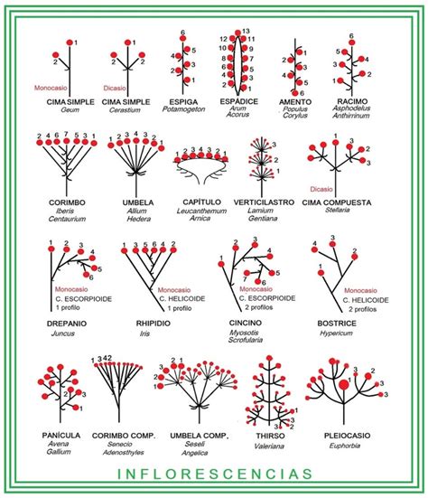 Inflorescencias Ilustración De Botánica Botanica Biologia Enseñanza