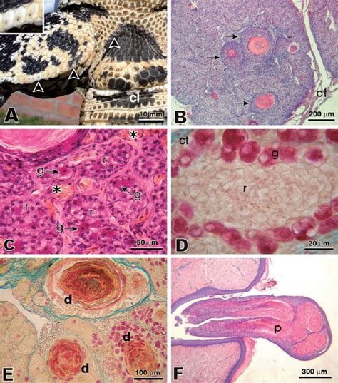 Femoral Glands In Male Specimens Of Tupinambis Merianae Direct And