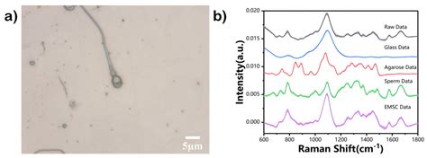 Micro Raman Analysis Of Sperm Cells On Glass Slide Potential Label