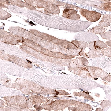 Mouse Monoclonal Anti Lgr5 Antibody Buy For Research Highly Specific Rigorously Validated