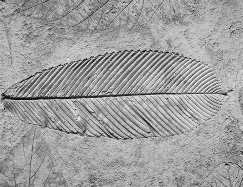 Make An Imprint Fossil Experiment Exchange