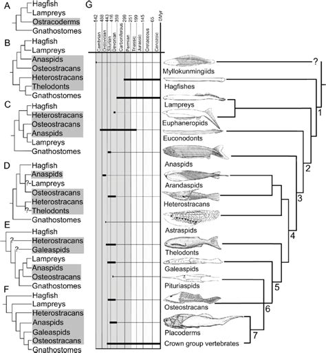 Interrelationships Of The Major Fossil And Living Vertebrate Taxa Since Download Scientific