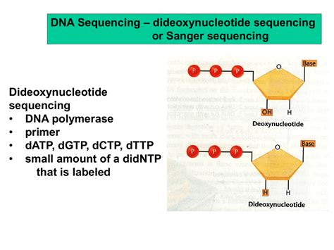Dideoxynucleotide Sequencing Dna Sequencing Or Sanger Sequencing Dideoxynucleotide