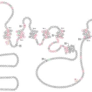 MAPT Mutations A Schematic Representation Of MAPT Exons Nine To 13 Download Scientific
