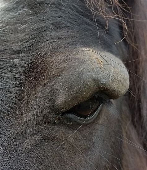 Eye Sarcoid Nodular 04 In Horses Equis Vetlexicon