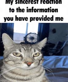 Funny Cat Thank You S Tenor