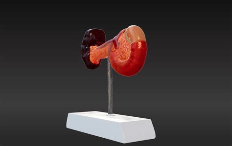 3d Spleen Pancreas And Duodenum Anatomy Model By Azekapeka