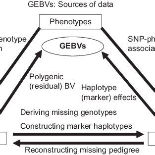 PDF Genomic Breeding Value Prediction Methods And Procedures