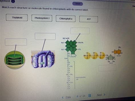 Solved Ignment I Saved He Match Each Structure Or Molecule