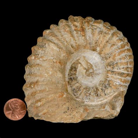 3 5 Acanthoceras Ammonite Fossil Agadir Morocco 360 Million Year Old Coa