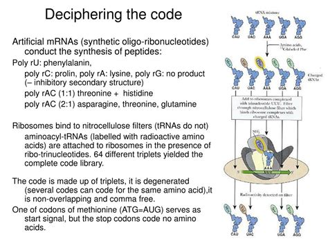 Ppt Understanding The Genetic Code Translation And Protein Synthesis
