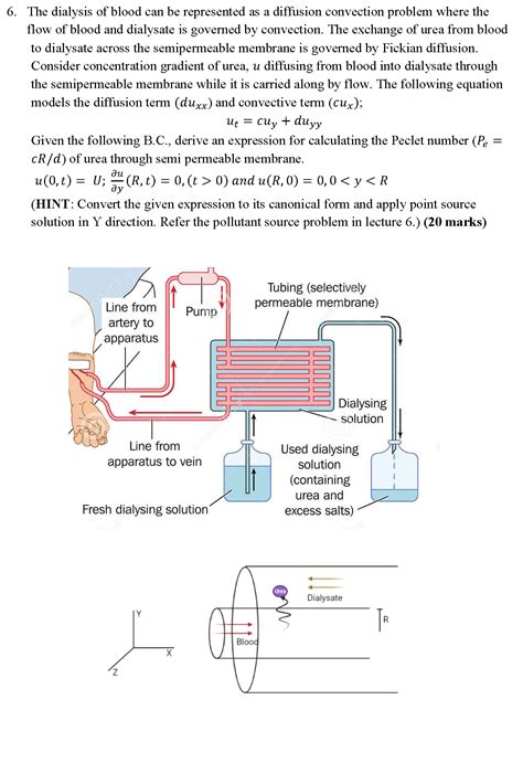 Solved The Dialysis Of Blood Can Be Represented As A